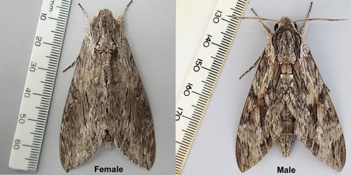 Upside down in the Moth House | Marek's Moths