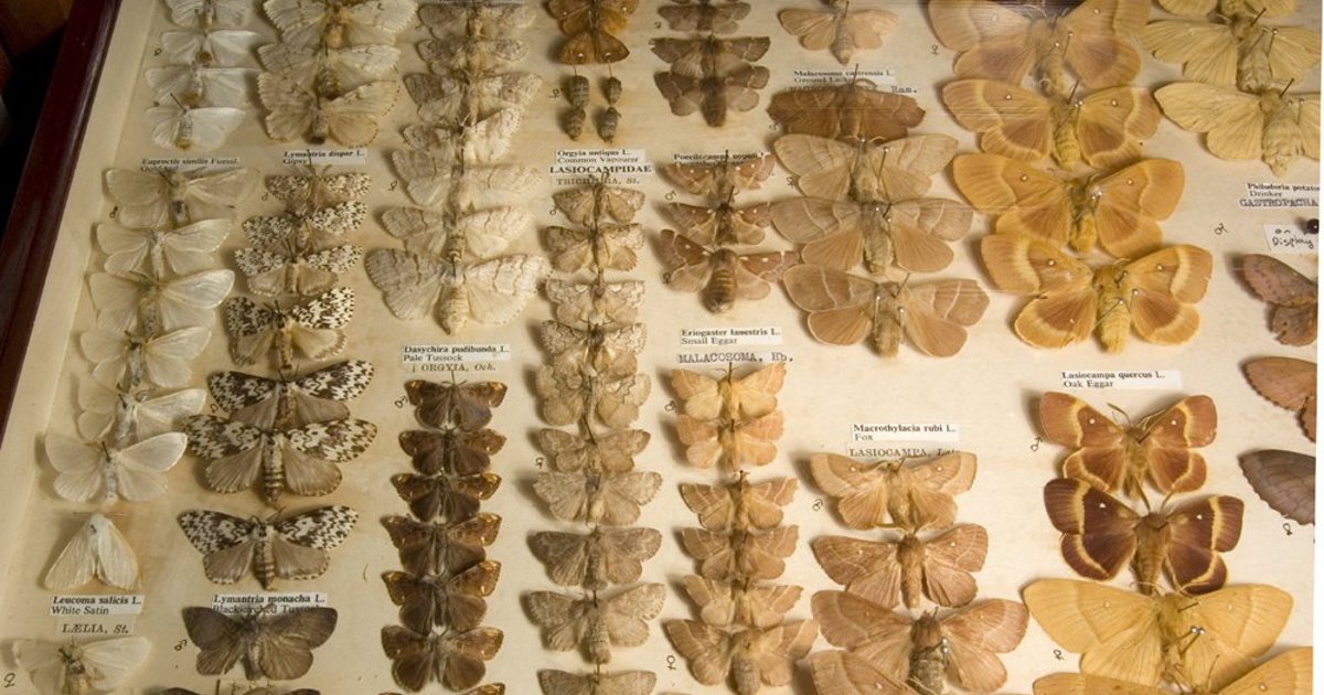 Dissection Dilemma | Marek's Moths