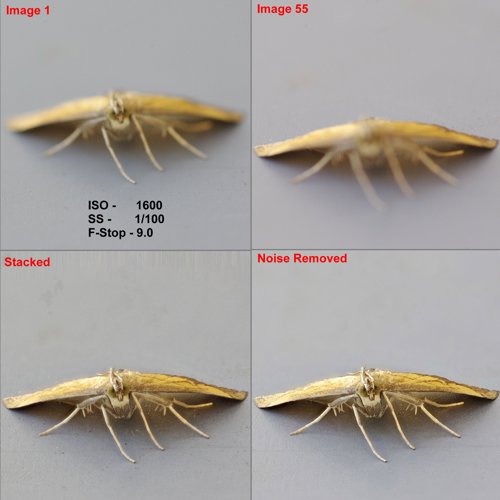 Focus Stacking | Marek's Moths