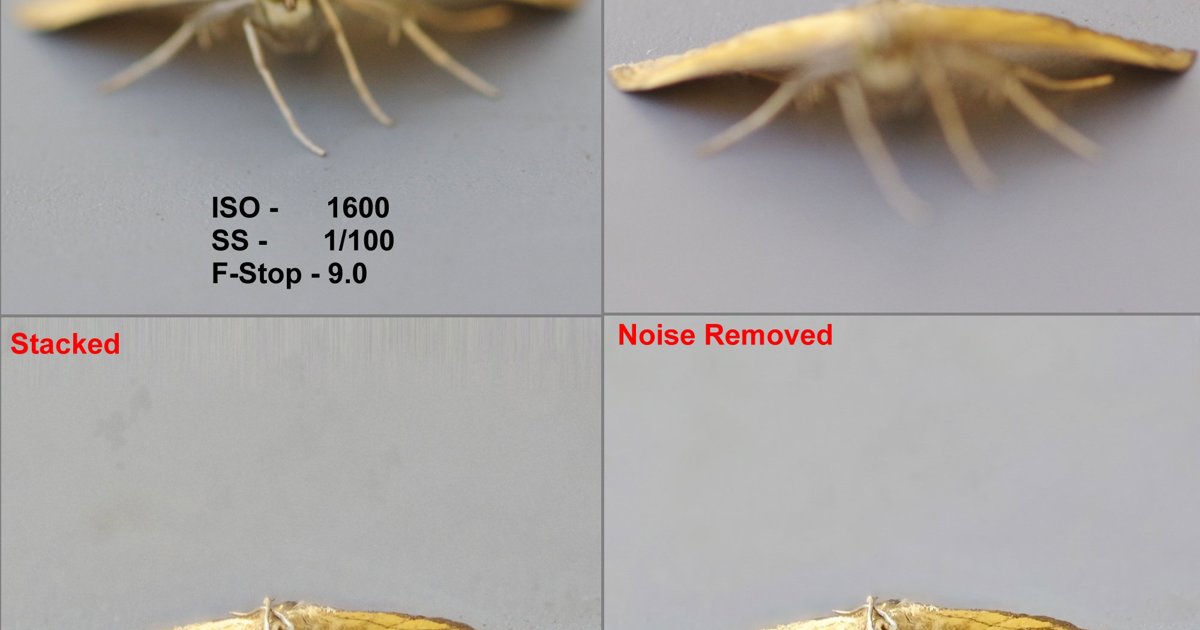 Focus Stacking | Marek's Moths