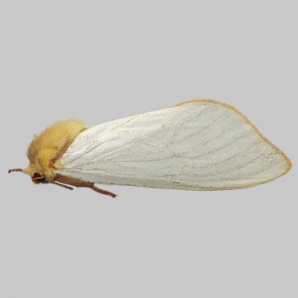 Ghost Moth - Hepialus humuli (Male) | Marek's Moths