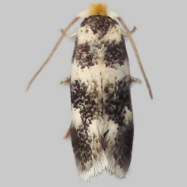Norway Maple/Maple Seed Dot - Ectoedemia sericopeza/ louisella | Marek ...