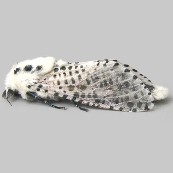 Leopard Moth - Zeuzera pyrina | Marek's Moths
