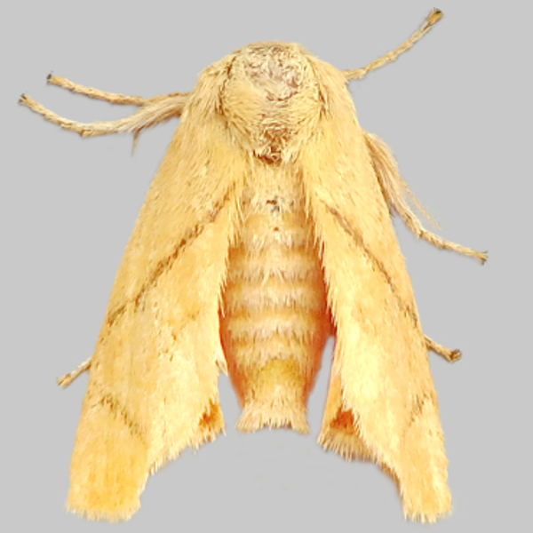 Festoon - Apoda limacodes | Marek's Moths