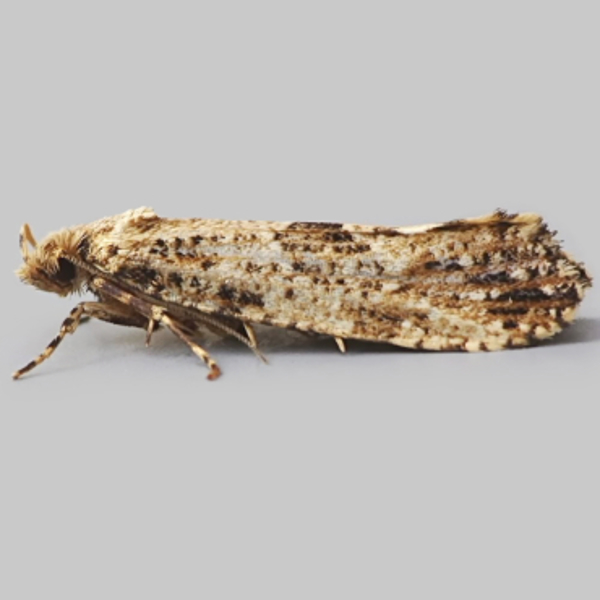 Great Fungus Moth - Morophaga choragella* | Marek's Moths