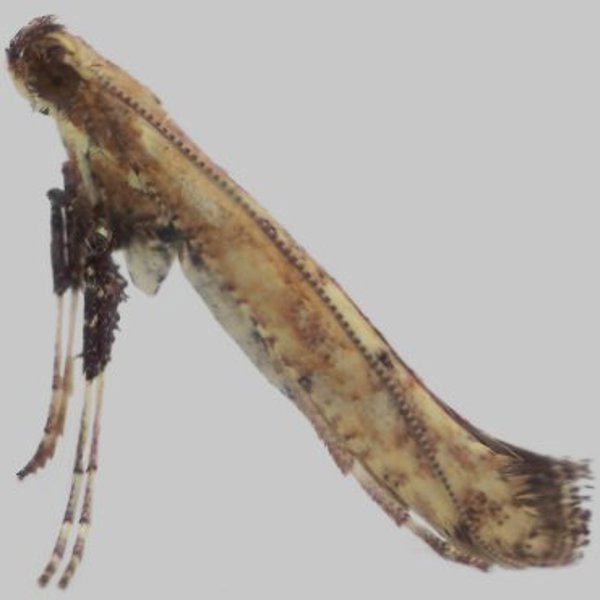 Black-dot Stilt - Caloptilia populetorum* | Marek's Moths
