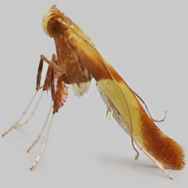Shaded Oak Stilt - Caloptilia robustella* | Marek's Moths