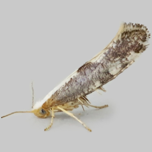 Blackthorn Tip Moth - Argyresthia spinosella* | Marek's Moths