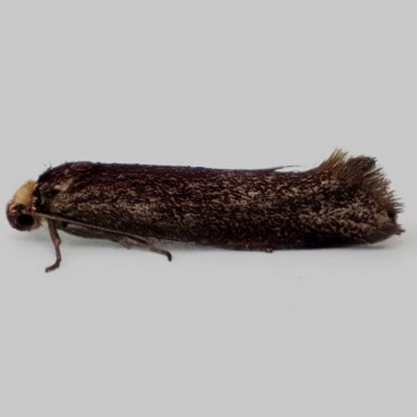 Cryptic Ash Bud Moth - Prays ruficeps* | Marek's Moths