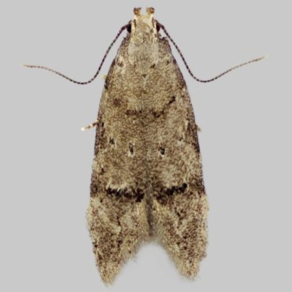 Black-spotted Grey - Teleiodes vulgella | Marek's Moths