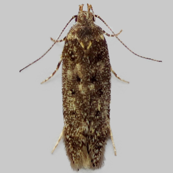 Dark Moss-moth - Bryotropha affinis* | Marek's Moths