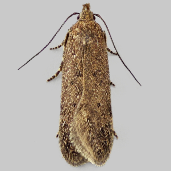 Brown Moss-moth - Bryotropha terrella* | Marek's Moths