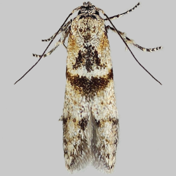 Black-banded Masoner - Blastobasis rebeli | Marek's Moths