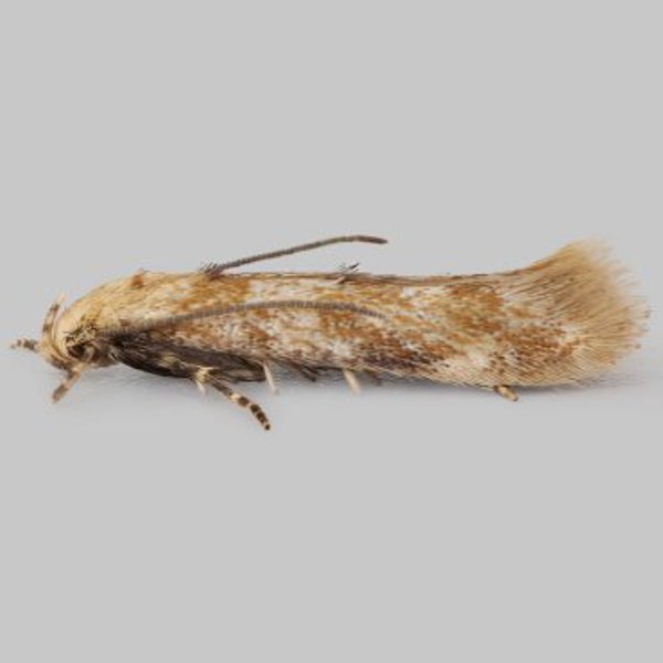 Buff Mompha - Mompha epilobiella | Marek's Moths