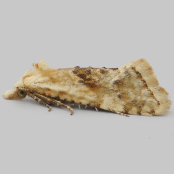 Common Straw - Cochylimorpha straminea* | Marek's Moths