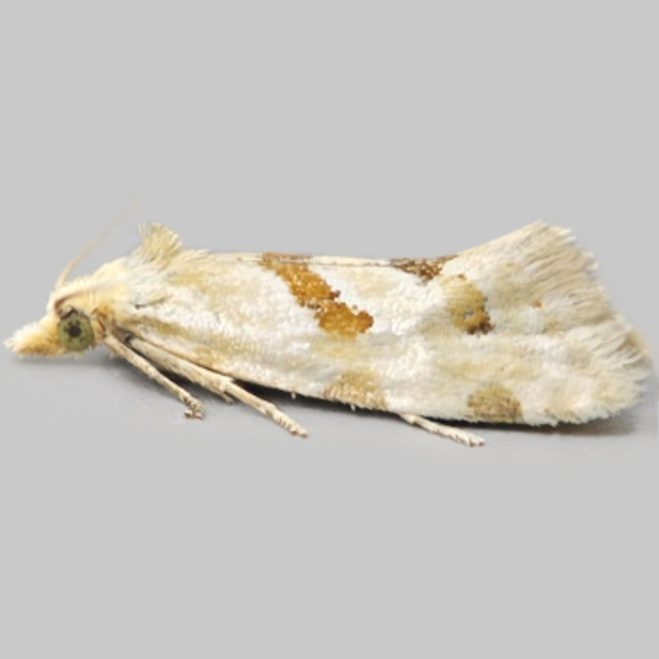 Common Marbled Straw - Aethes smeathmanniana | Marek's Moths