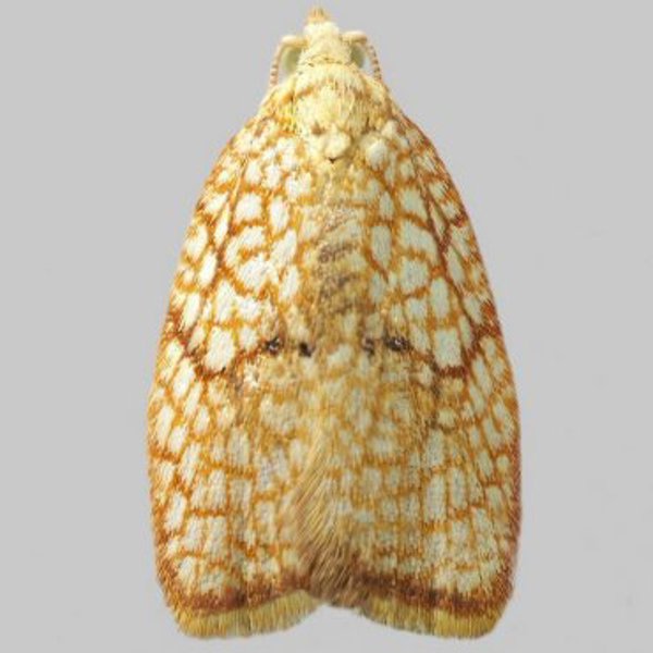Netted Tortrix - Acleris forsskaleana | Marek's Moths