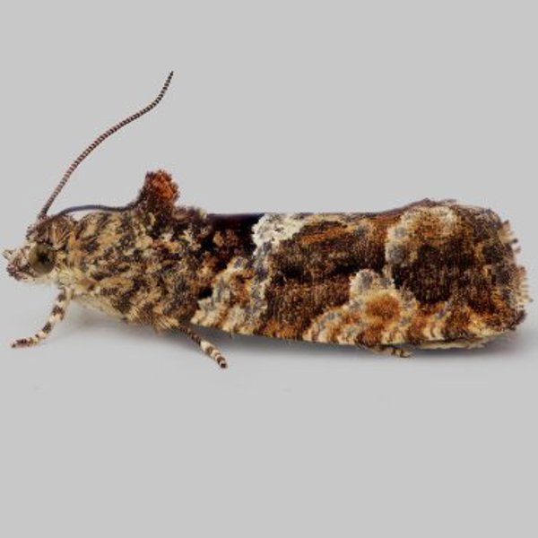 Oak Marble - Eudemis profundana | Marek's Moths