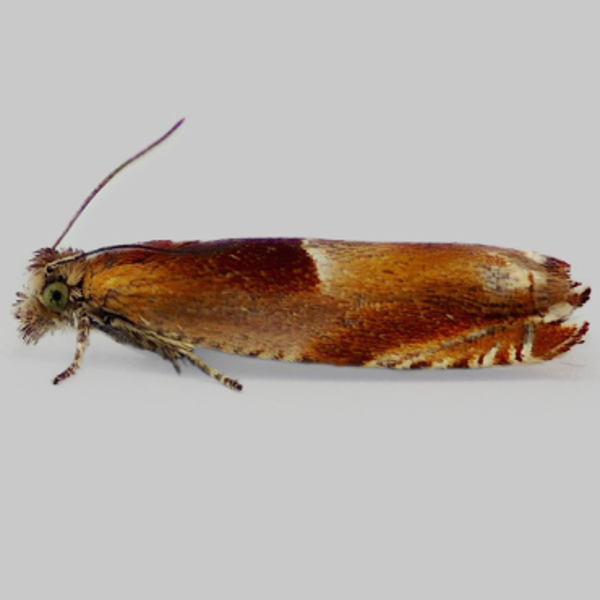 Amber Hook-wing - Ancylis mitterbacheriana* | Marek's Moths