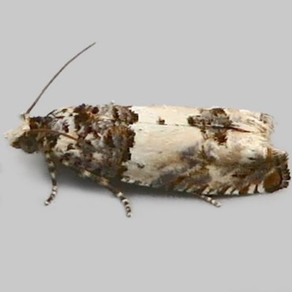 Mottled White Tortrix - Gypsonoma sociana | Marek's Moths
