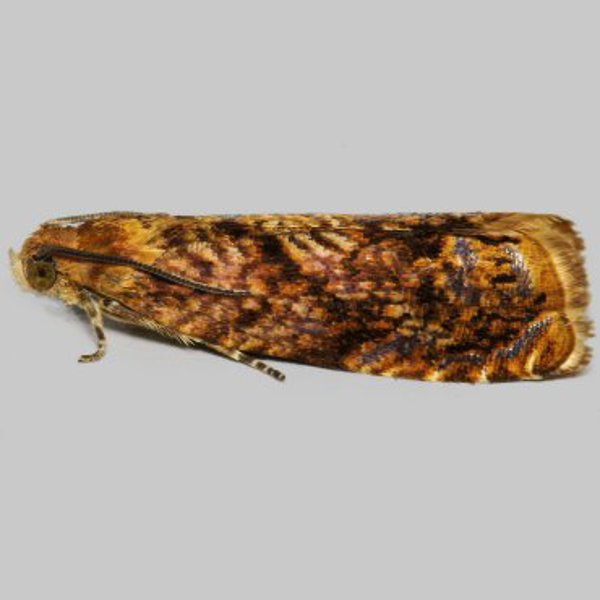 Small Fruit Moth - Grapholita lobarzewskii* | Marek's Moths