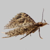 Many-plume Moth - Alucita hexadactyla | Marek's Moths