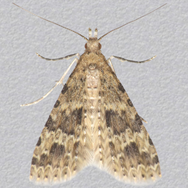 Many-plume Moth - Alucita hexadactyla | Marek's Moths