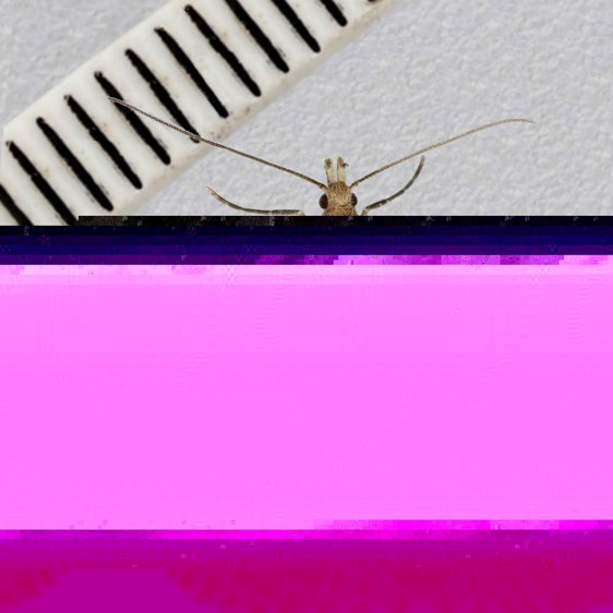 Many-plume Moth - Alucita hexadactyla | Marek's Moths