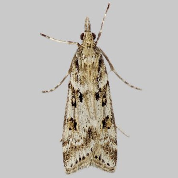 Narrow-winged Grey - Eudonia angustea* | Marek's Moths