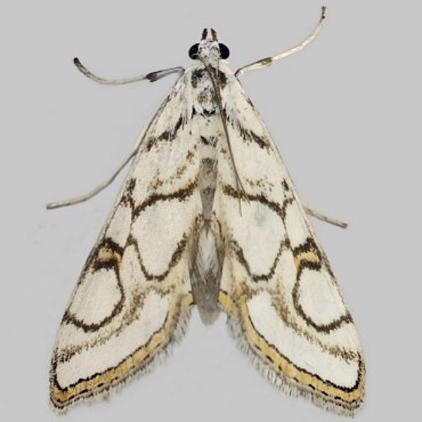 Beautiful China-mark - Nymphula nitidulata* | Marek's Moths