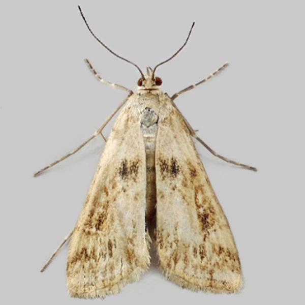 Small China-mark - Cataclysta lemnata (Female)* | Marek's Moths