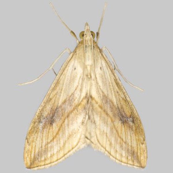 Garden Pebble - Evergestis forficalis* | Marek's Moths