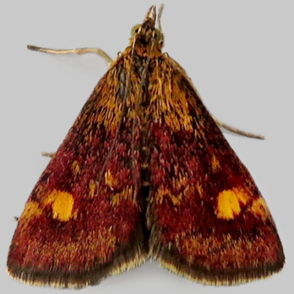 Mint Moth - Pyrausta aurata* | Marek's Moths
