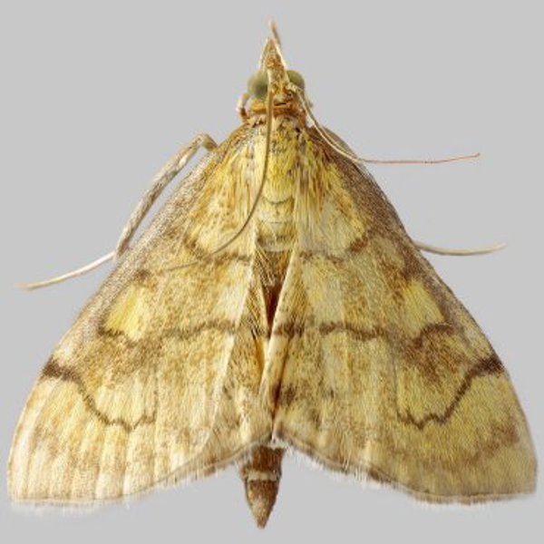 Wood Sage Pearl - Anania verbascalis* | Marek's Moths