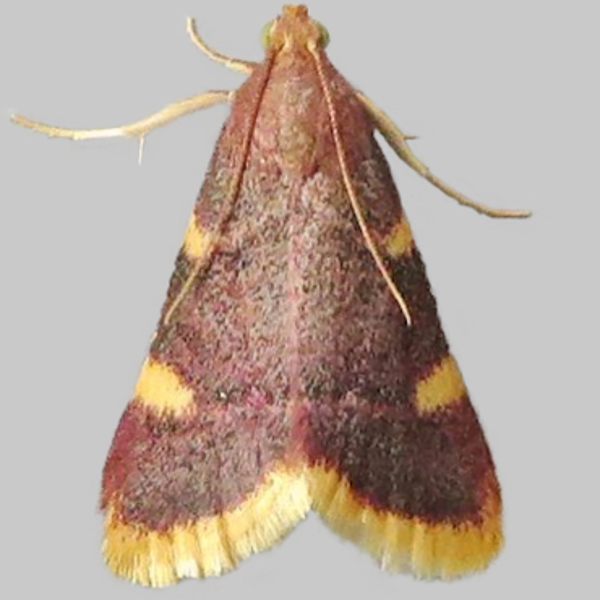 Gold Triangle - Hypsopygia costalis* | Marek's Moths
