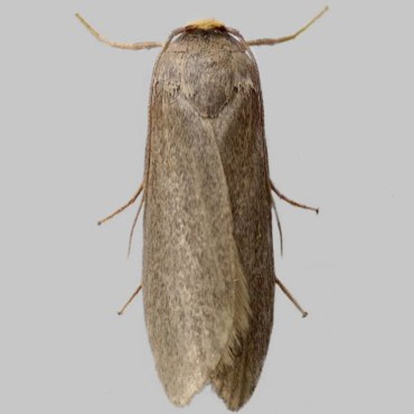 Lesser Wax Moth - Achroia grisella | Marek's Moths