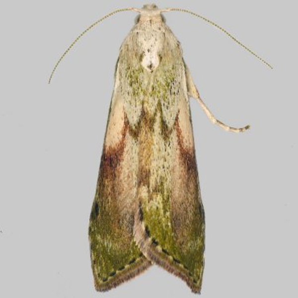 Bee Moth - Aphomia sociella (Male)* | Marek's Moths