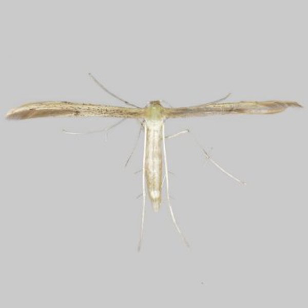 Hemp Agrimony Plume - Adaina microdactyla* | Marek's Moths