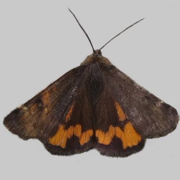 Light Orange Underwing - Archiearis notha* | Marek's Moths