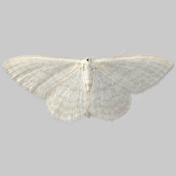 Satin Wave - Idaea subsericeata* | Marek's Moths