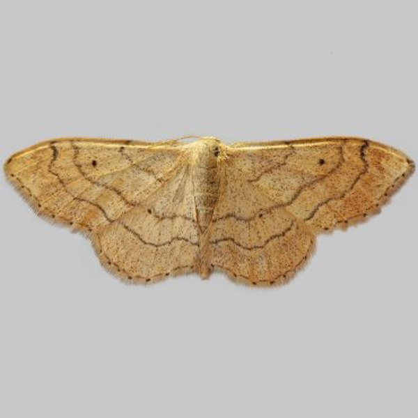 Riband Wave - Idaea aversata f. remutata* | Marek's Moths