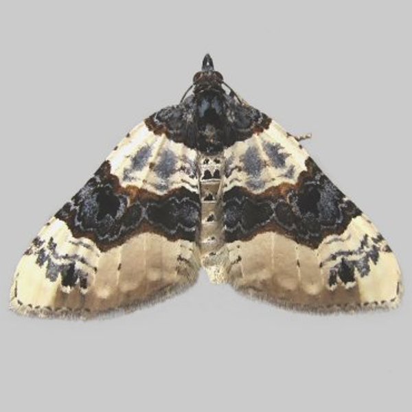 Purple Bar - Cosmorhoe ocellata | Marek's Moths