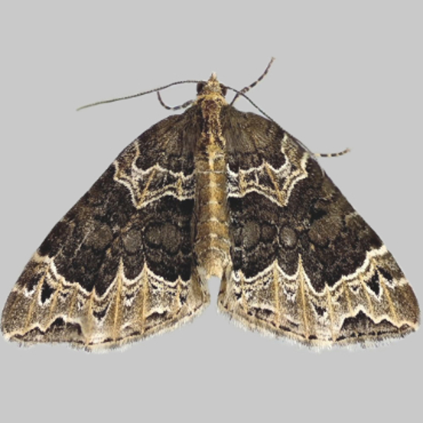 Small Phoenix - Ecliptopera silaceata | Marek's Moths