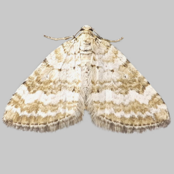 Grass Rivulet - Perizoma albulata* | Marek's Moths
