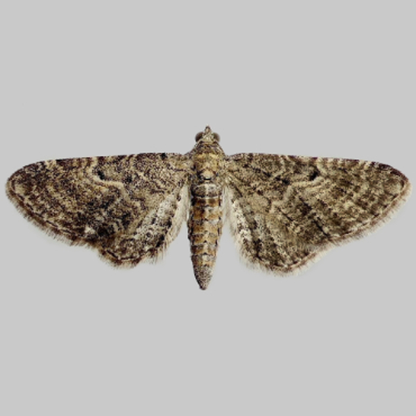 Satyr Pug - Eupithecia satyrata satyrata* | Marek's Moths