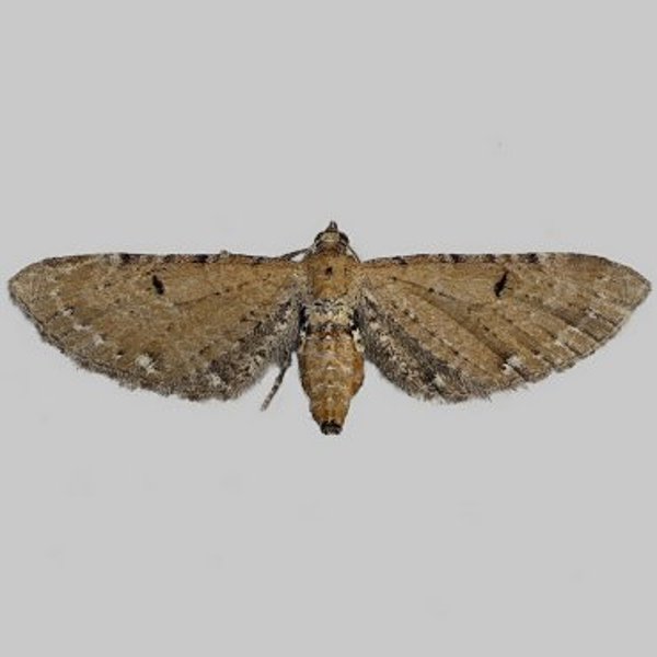 Wormwood Pug - Eupithecia absinthiata* | Marek's Moths
