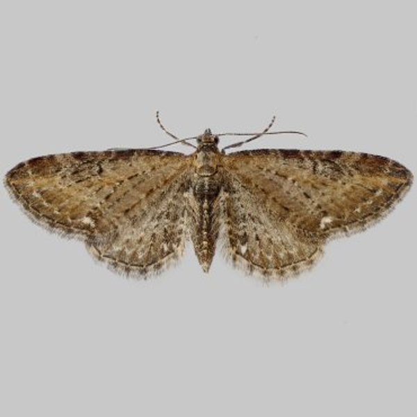 Common Pug - Eupithecia vulgata | Marek's Moths