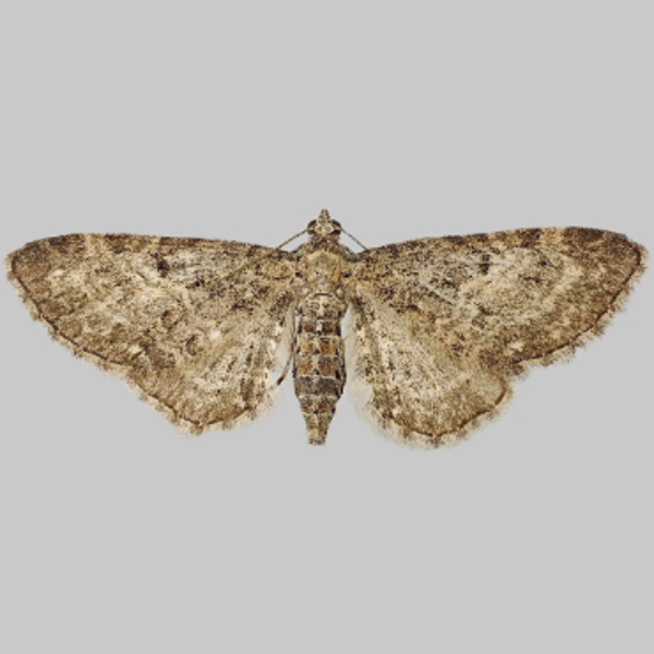 Grey Pug - Eupithecia subfuscata* | Marek's Moths