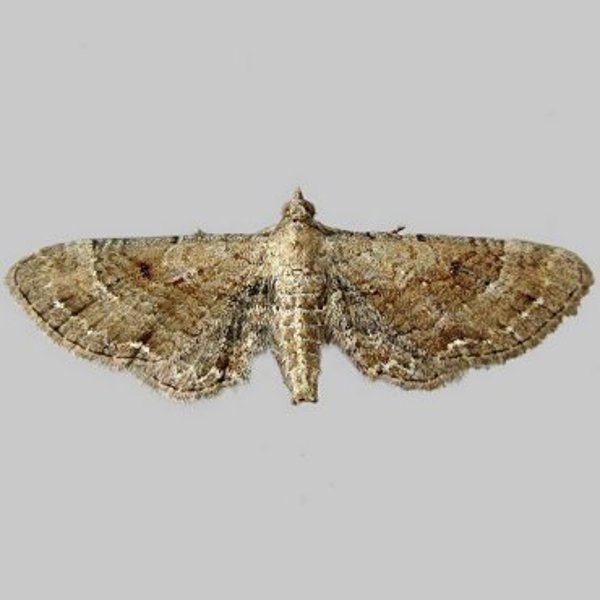 Plain Pug - Eupithecia simpliciata* | Marek's Moths