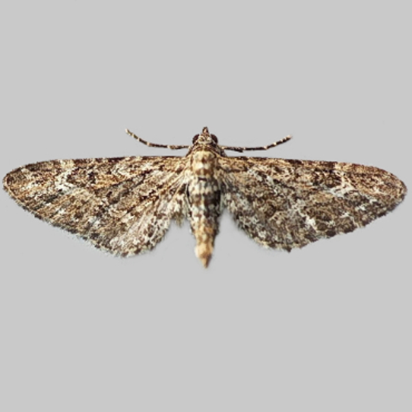 Narrow-winged Pug - Eupithecia nanata* | Marek's Moths